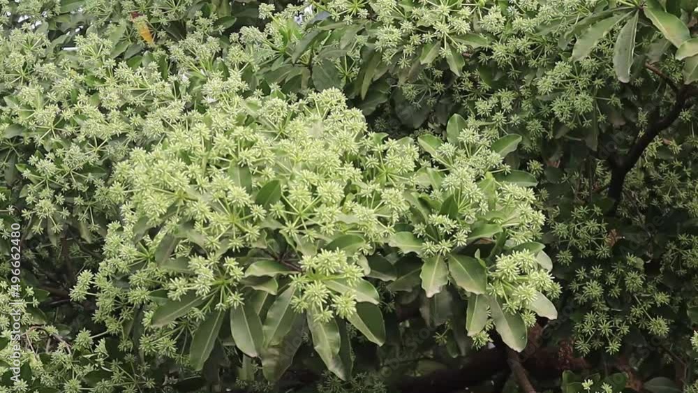 Flower buds of Alstonia scholaris, commonly called blackboard tree or ...