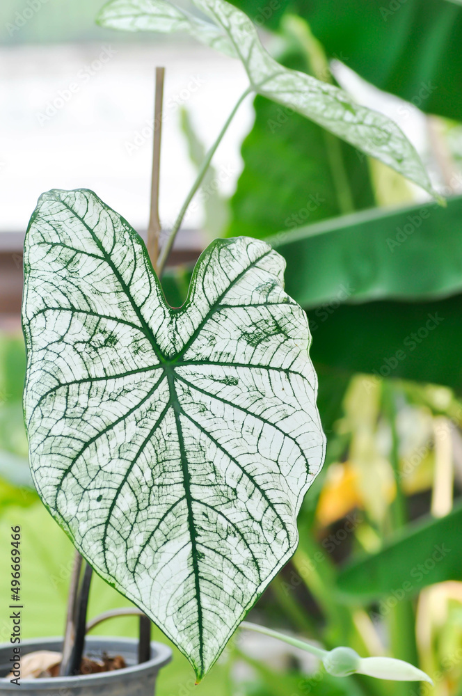 angel wing caladium or candidum ,Caladium bicolor or Araceae Stock ...