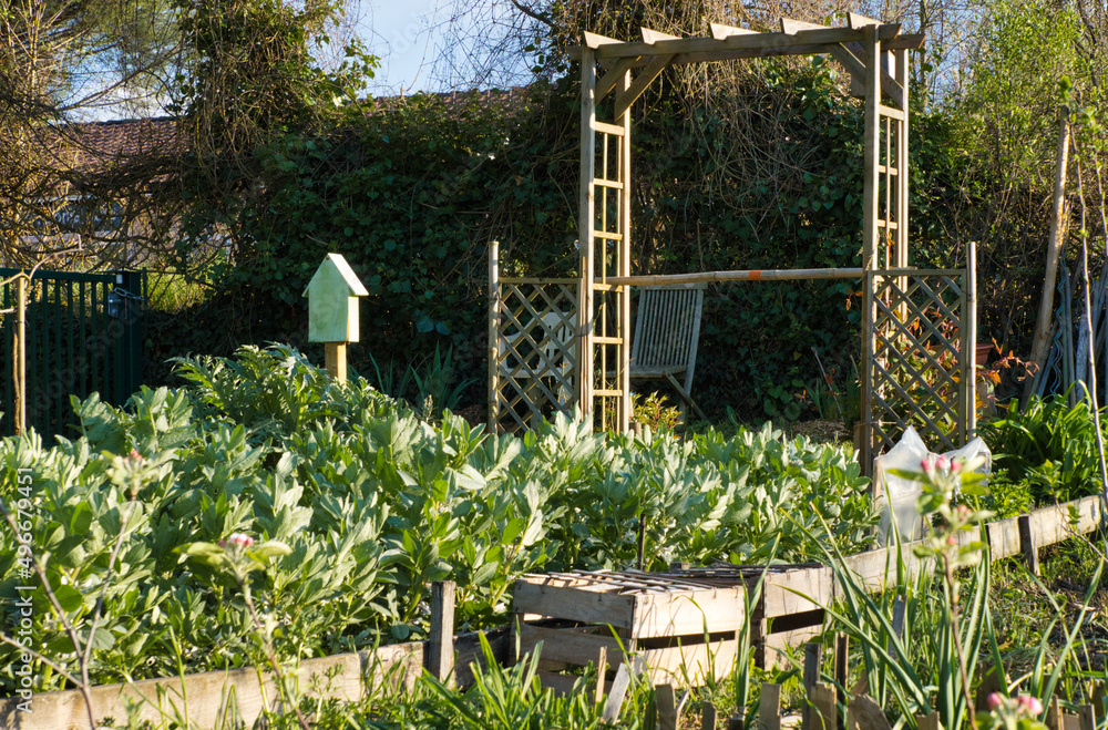 Close-up in the vegetable garden, early spring on a culture of broad ...