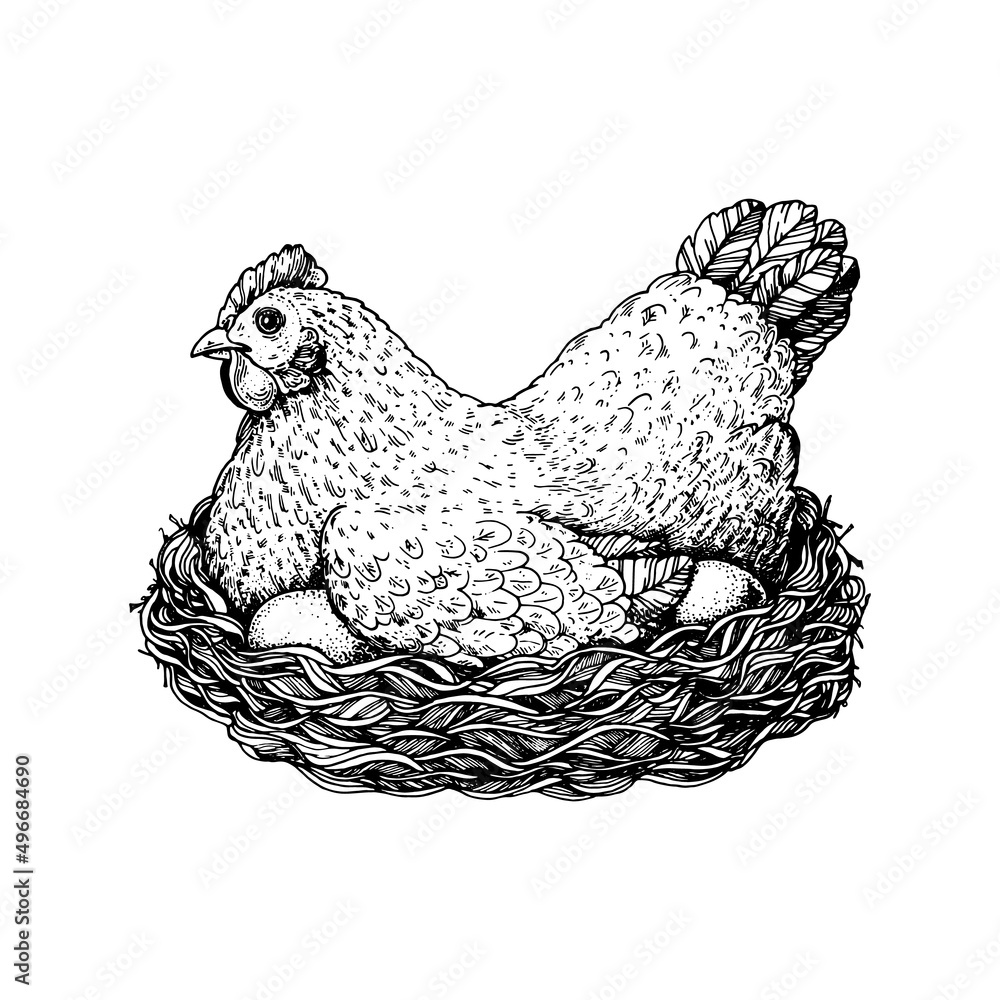 Chicken eggs sketch. Hen sitting in the nest. Hand drawn illustration ...