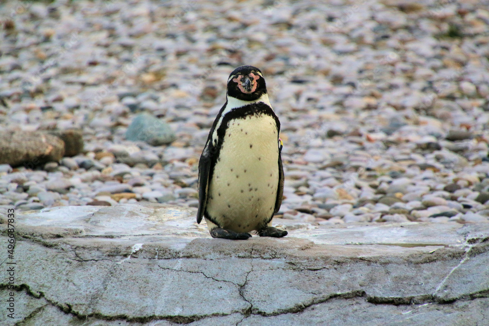 penguin on the rocks Stock Photo | Adobe Stock