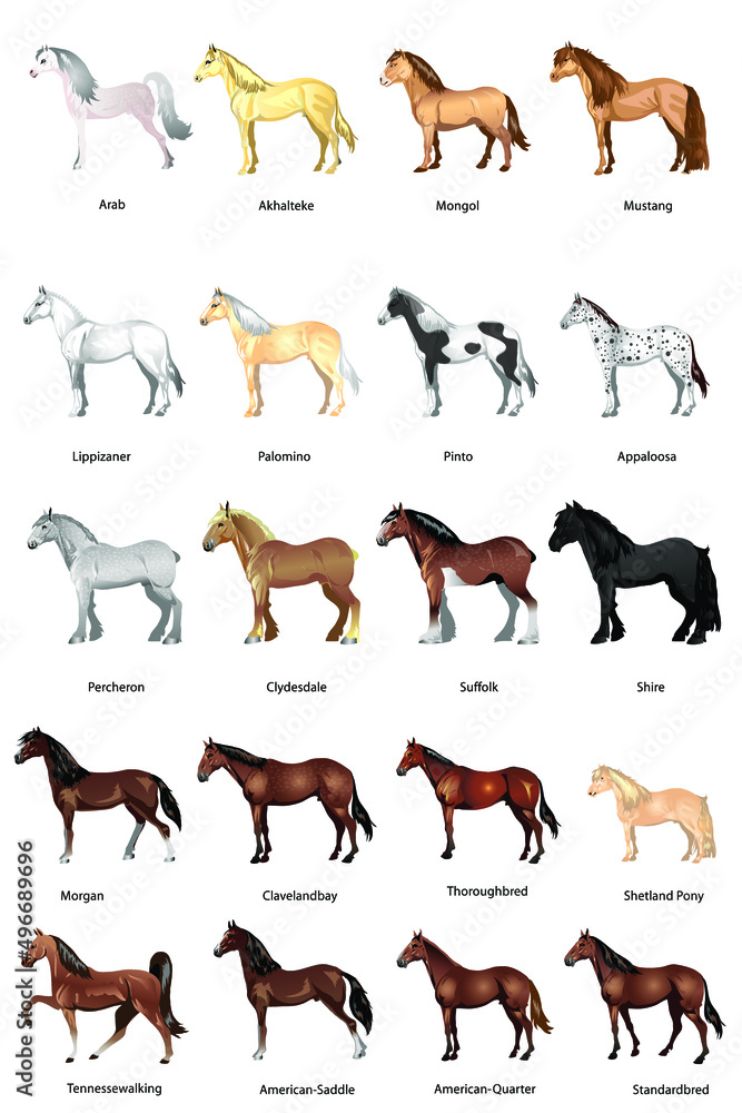 set of horse, shire, percheron, appaloosa, mongol etc. Stock Vector ...