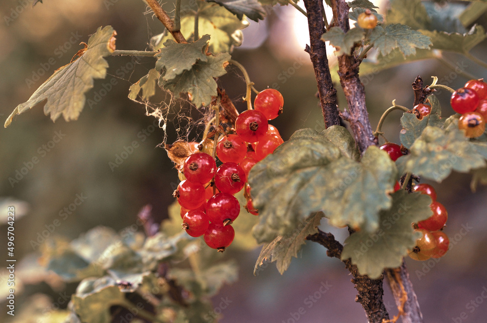 Red ribes rubrum. Garden near house. Summer warm days. branches of ...
