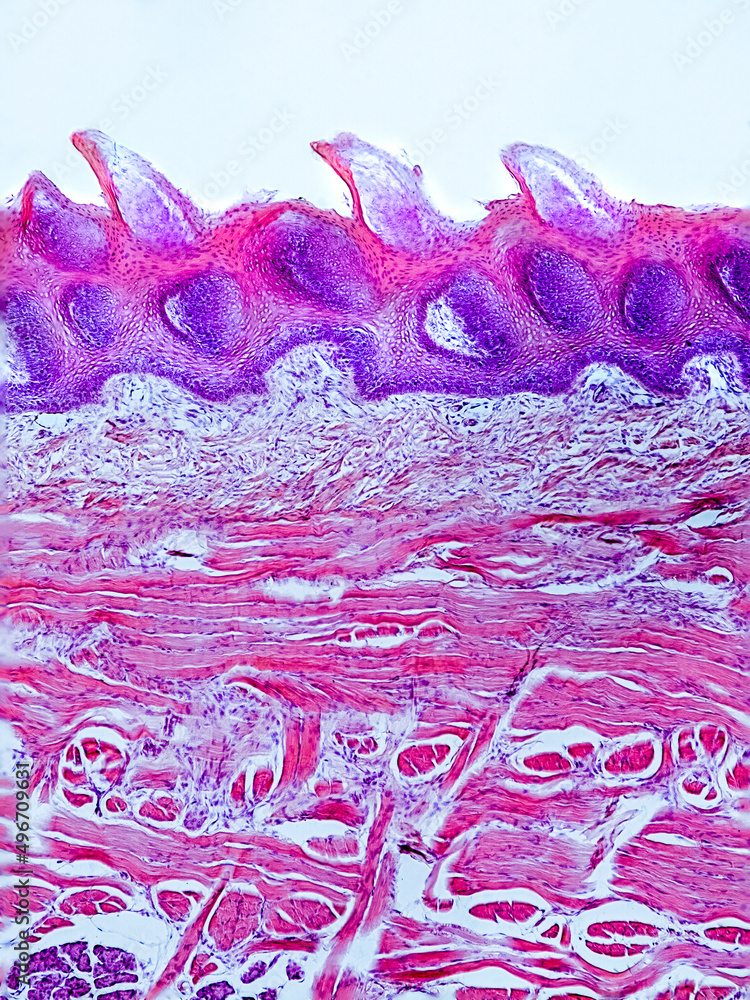 rabbit tongue cross section under the microscope showing filiform ...