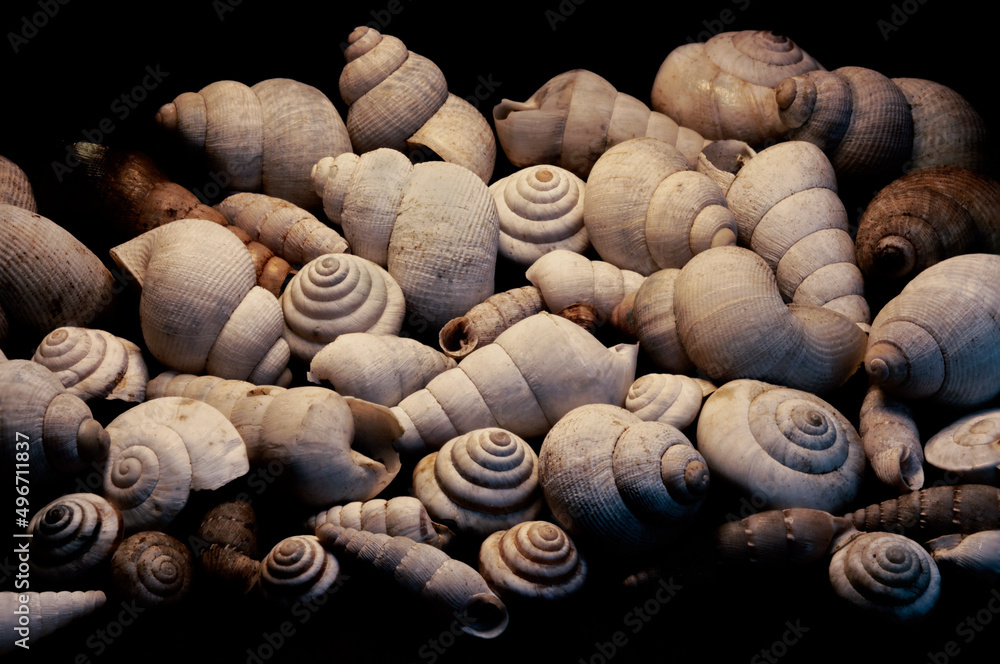 Shells - Spirals - Golden ratio Stock Photo | Adobe Stock