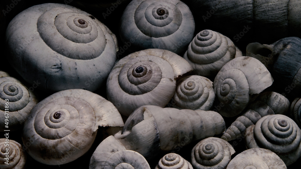 Shells - Spirals - Golden ratio Stock Photo | Adobe Stock