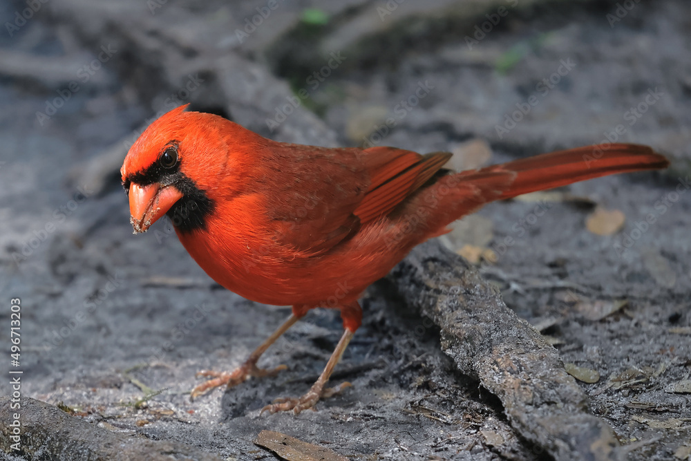 Male Cardinal on Ground Looking at Camera Stock Photo | Adobe Stock