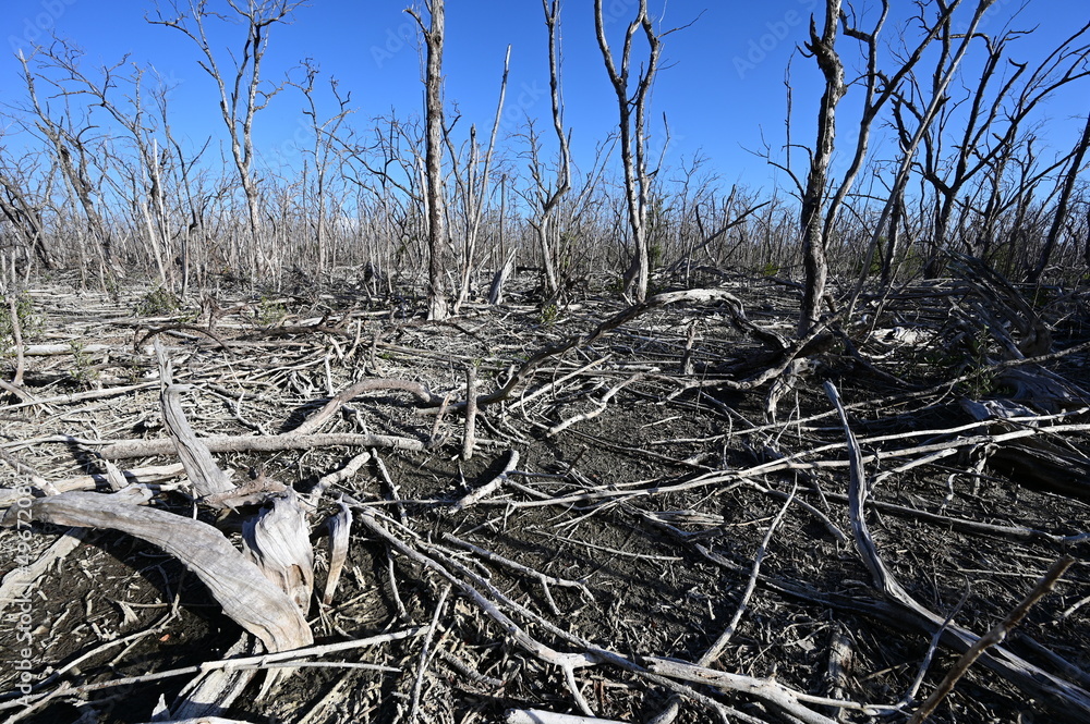 Mangrove forest in Everglades National Park, Florida severely damaged ...
