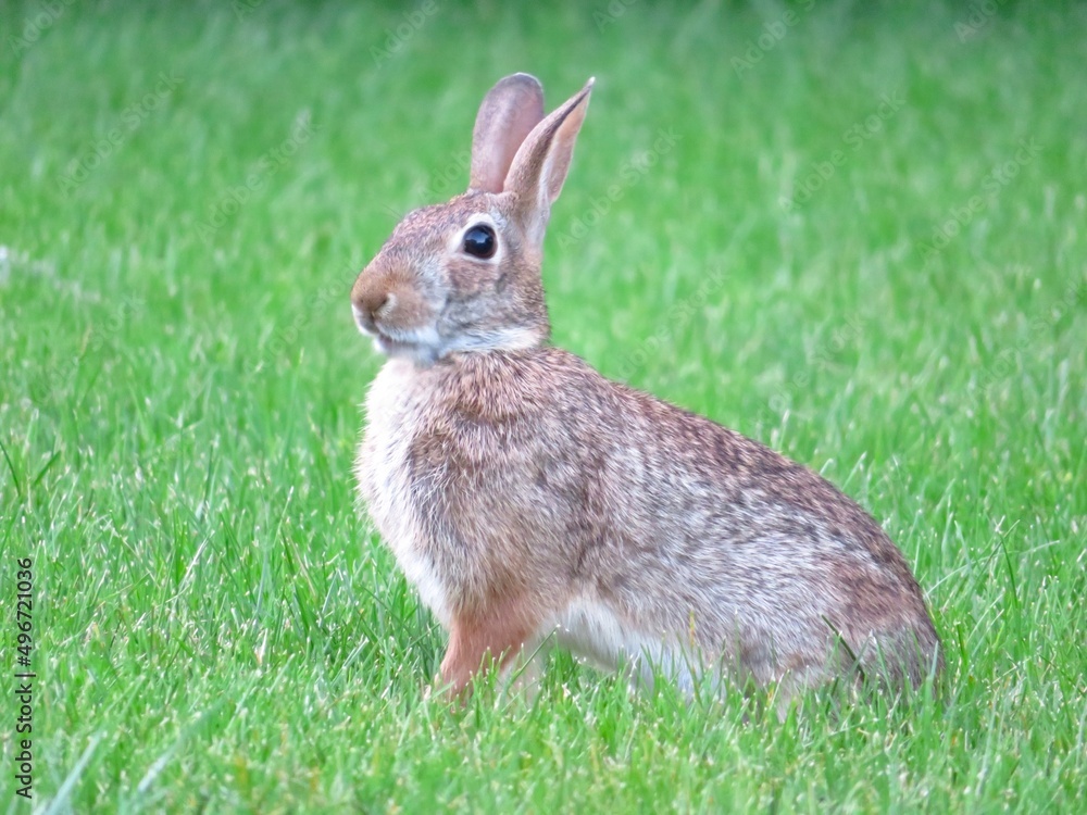 Alert garden bunny . Blurred green grass lawn background. Wild rabbit ...