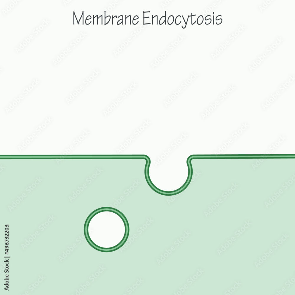 Membrane endocytosis blank template vector illustration Stock Vector ...