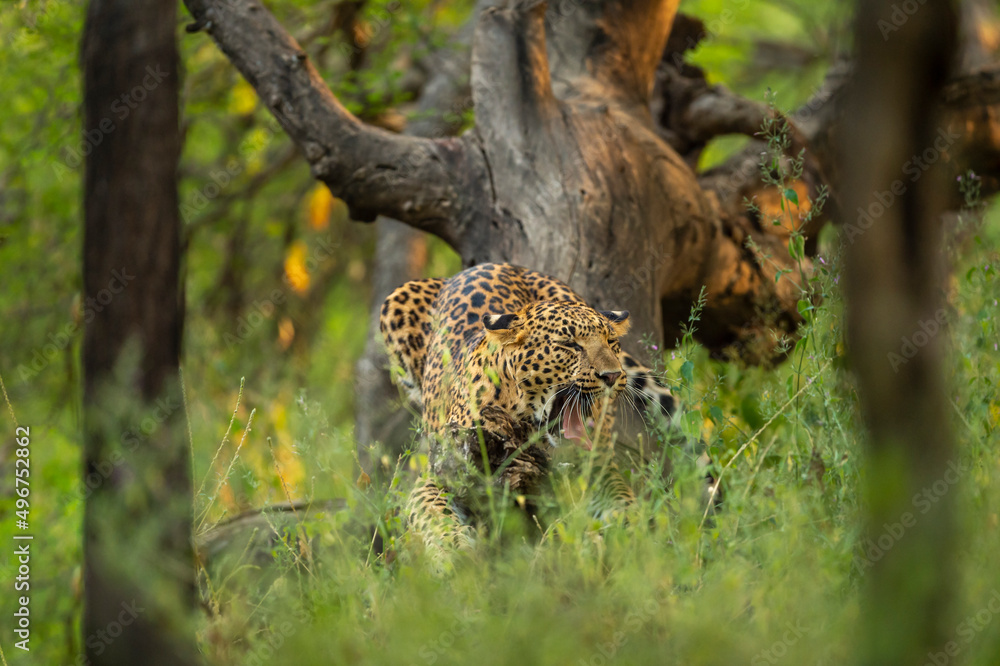 wild indian male leopard or panther hanging on tree trunk with yawning ...