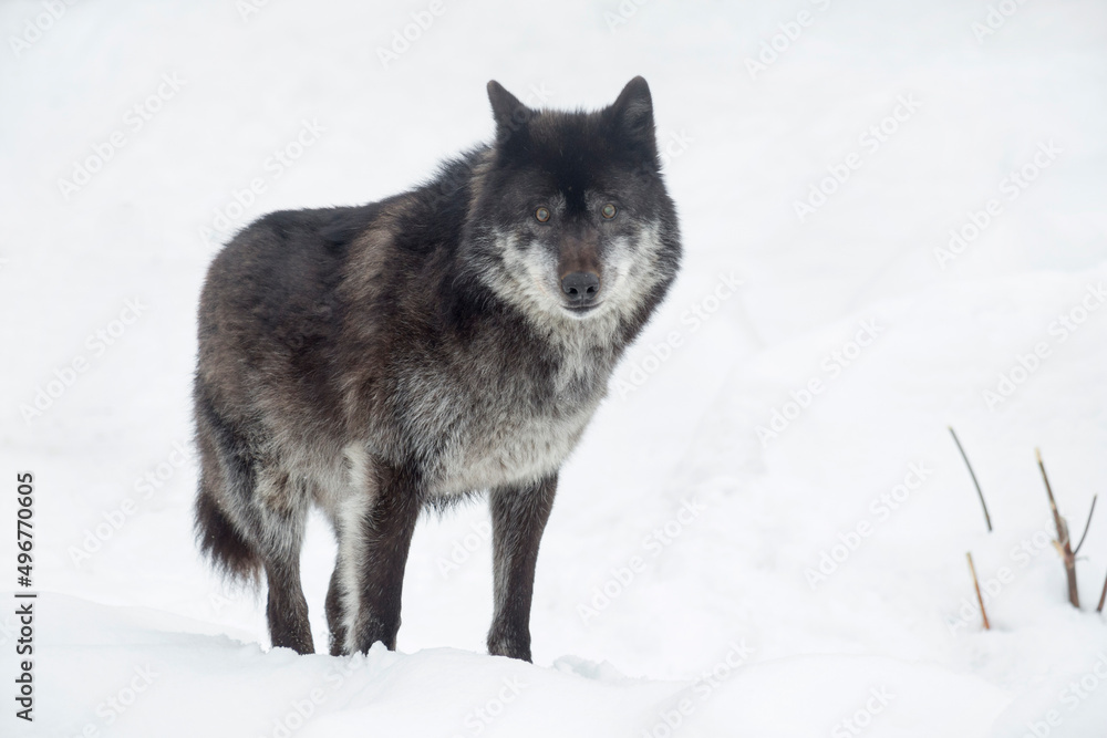 Wild black canadian wolf is looking at the camera. Canis lupus ...