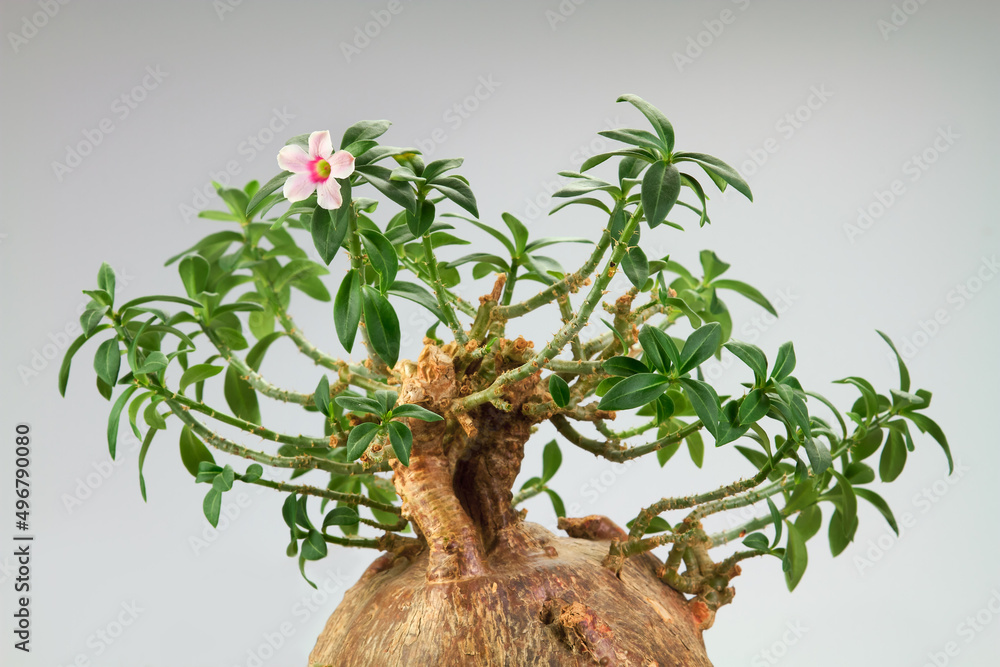 Pachypodium bispinosum Southern African plant in pot Stock Photo ...