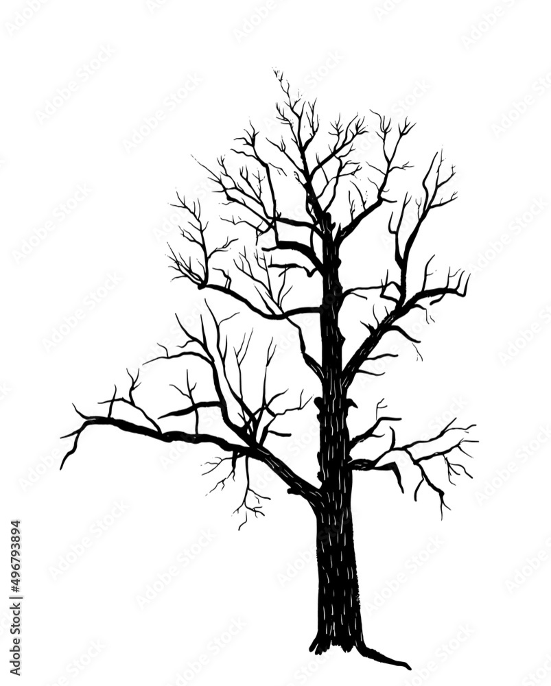 drawing, picture, old dry tree, sprawling oak, sketch, hand drawn ...