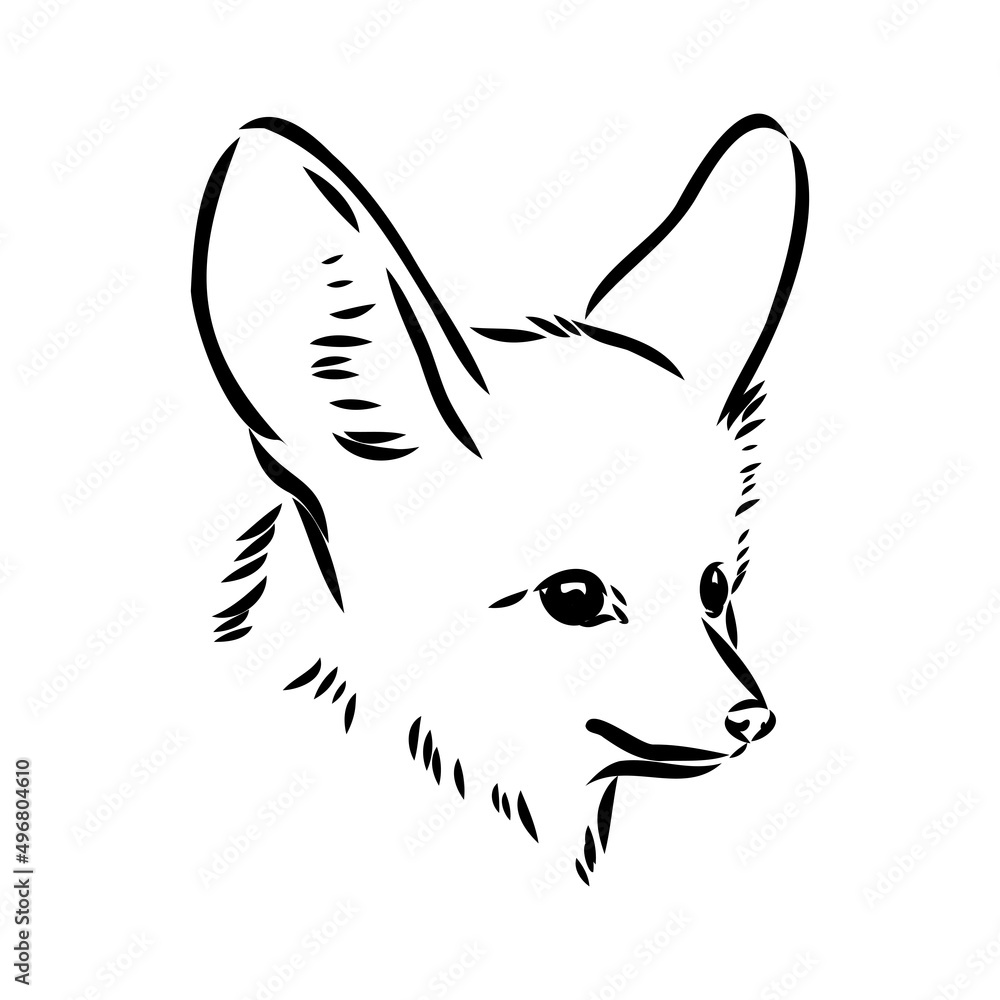 Vector illustration of a young fennec fox walking. fox fenek vector ...
