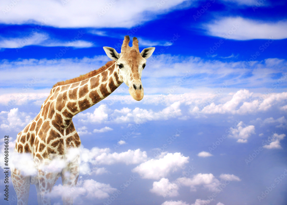 Cute giraffe in the sky. Fantastic scene with huge giraffe coming out ...
