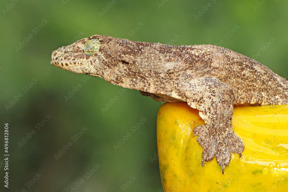 A Halmahera giant gecko is sunbathing before starting its daily ...