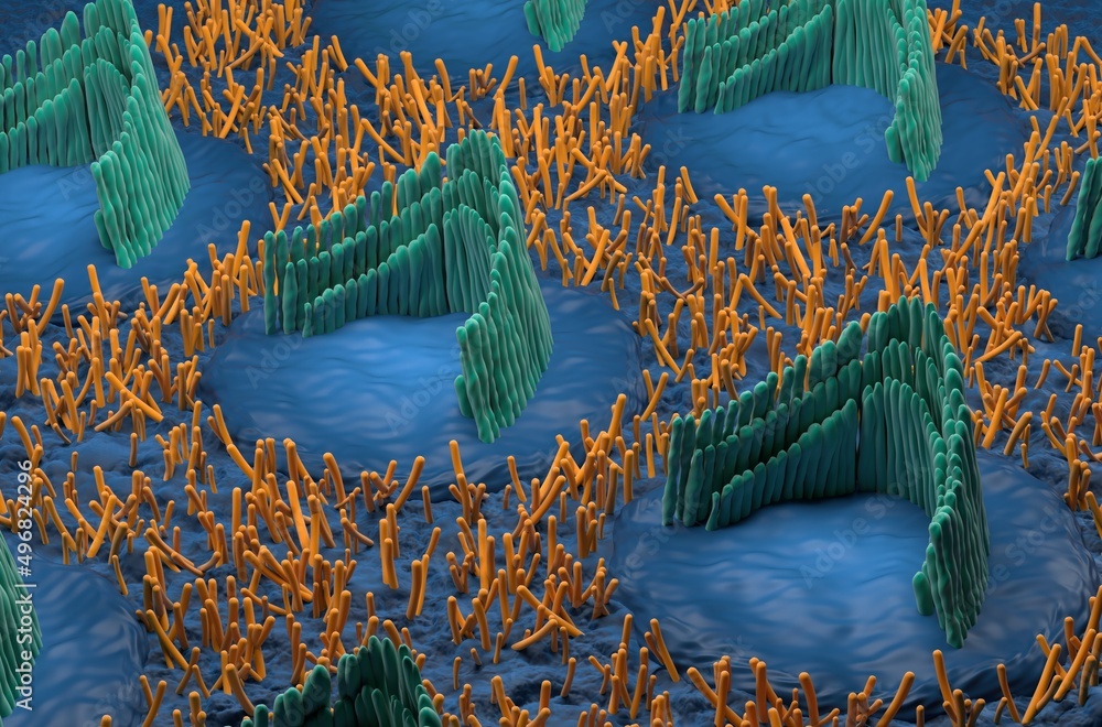 Inner ear hair cells in the vestibular system - isometric view 3d ...