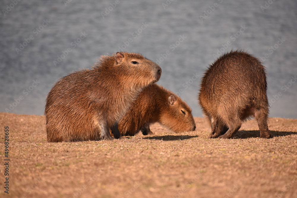 Cute furry capybaras on the lakeshore in a park Stock Photo | Adobe Stock