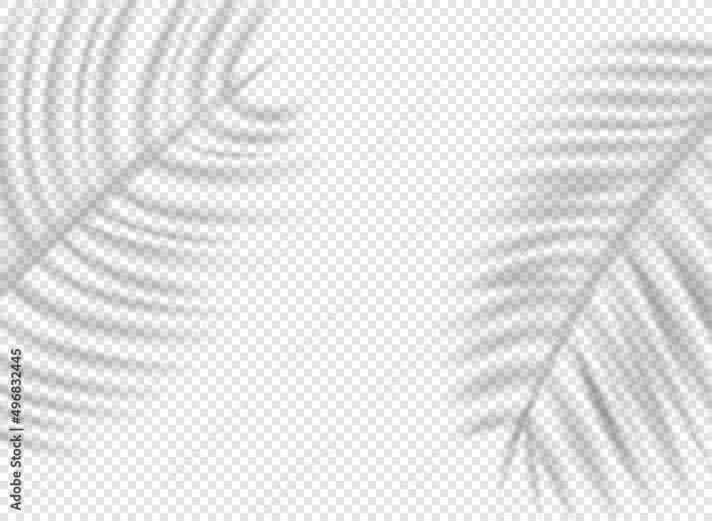 Palm leaves shadows on transparent background. Shadow overlay effect ...