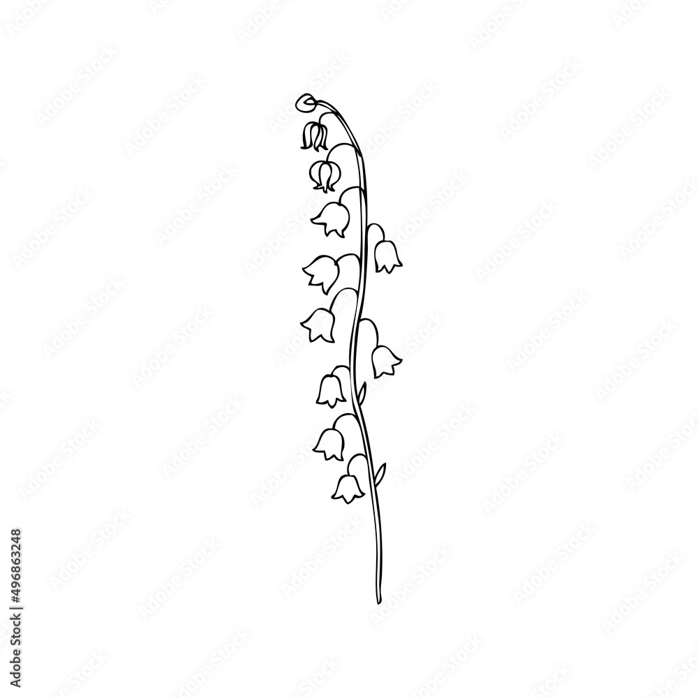 Lily of the valley, Convallaria flower, line art muguet isolated on ...