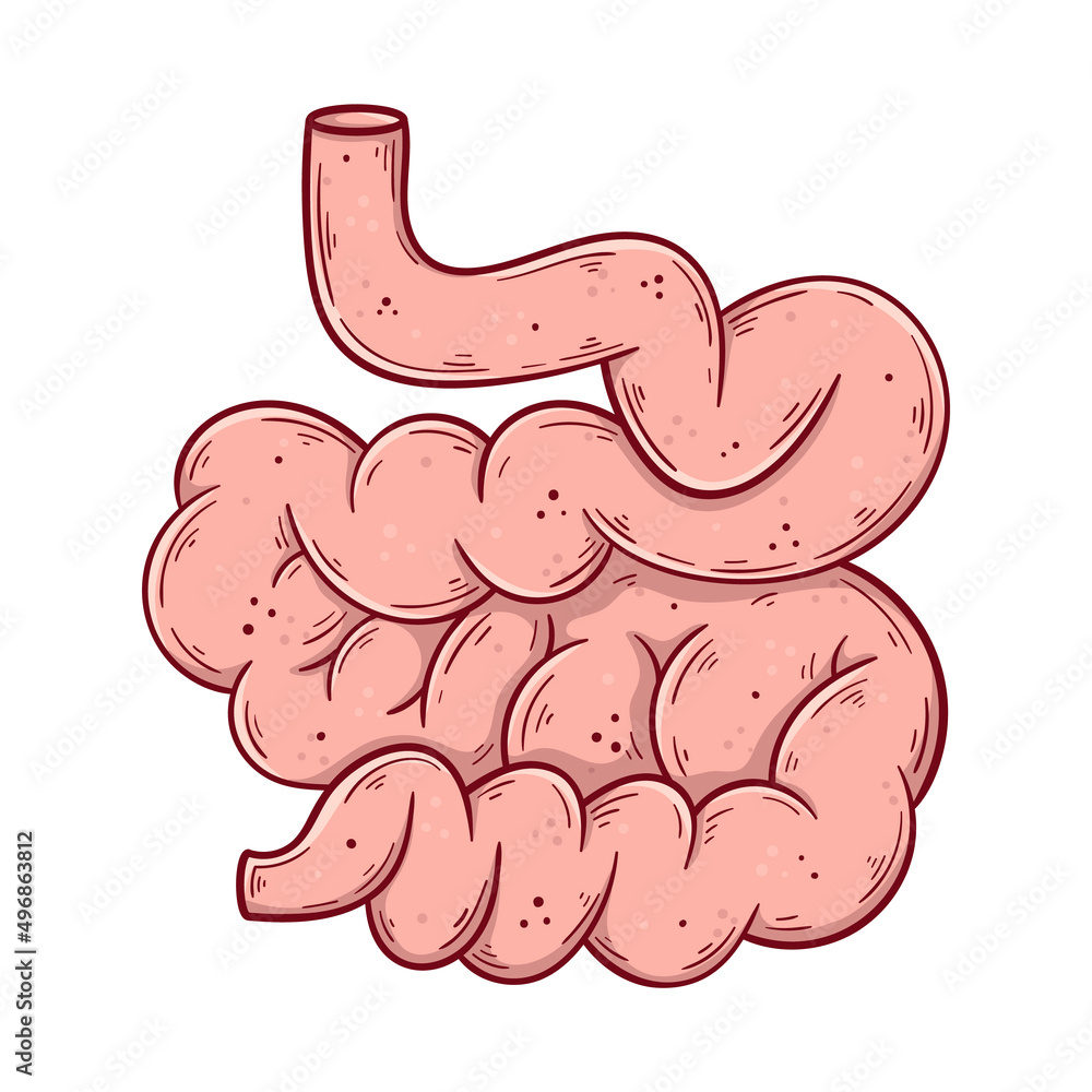 Cartoon Small Intestine Only