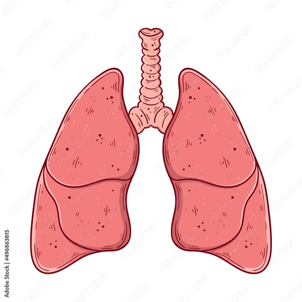 Human lungs and trachea hand drawn cartoon simple vector illustration ...