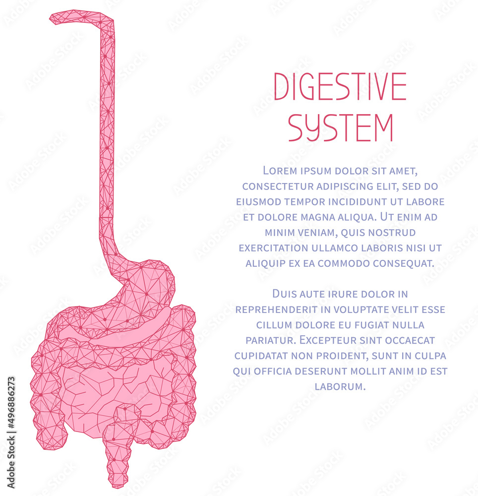 Polygonal stomach and intestines. Medical research of internal organs ...
