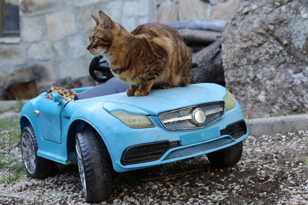 Bengal cat with beautiful markings standing over convertible miniature ...