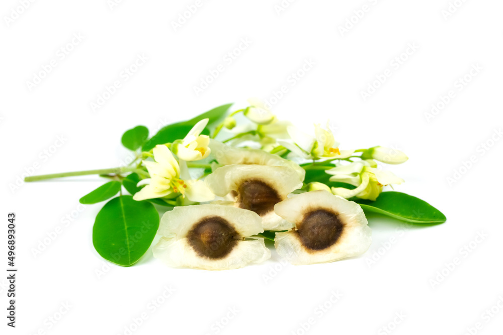 Moringa seed and moringa flower with leaf isolated on white background ...