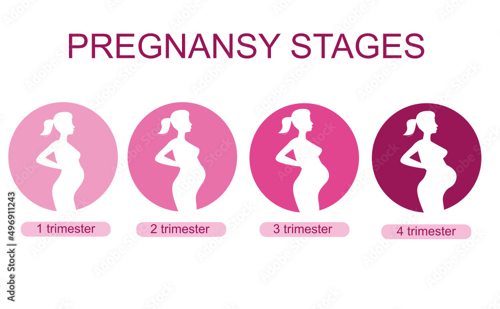 Pregnant female silhouettes. Changes in a woman's body in pregnancy. A ...
