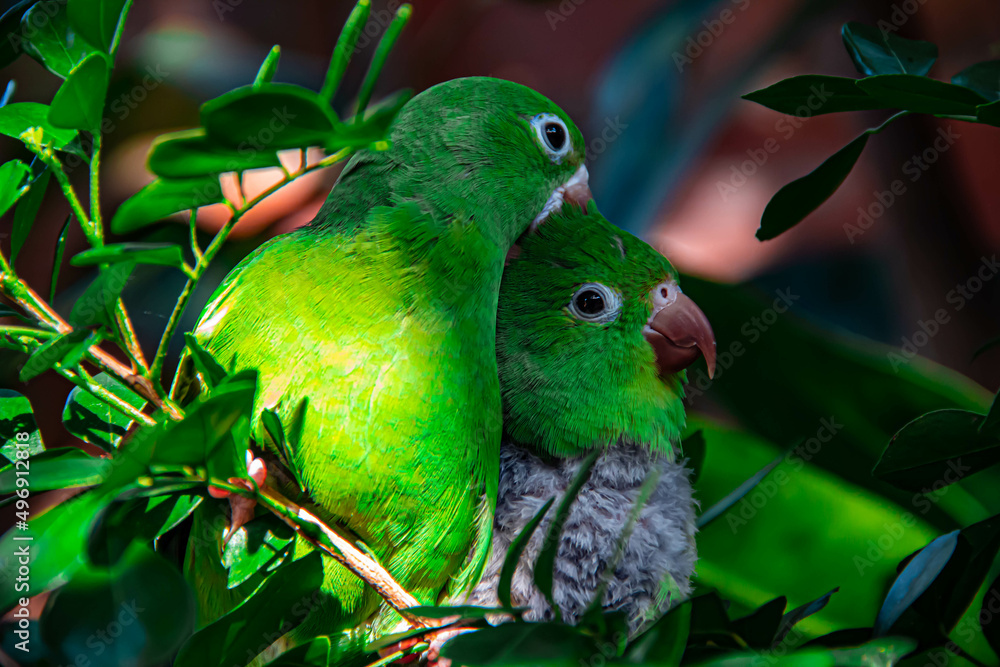 periquito-rico é uma espécie de periquito da família Psittacidae ...