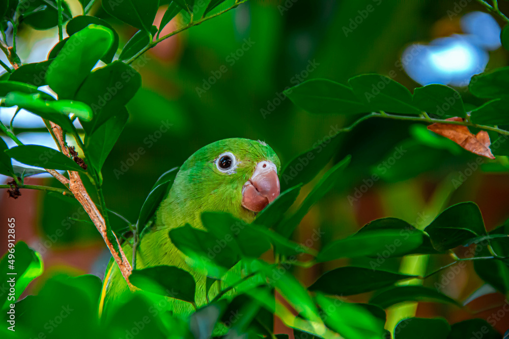 periquito-rico é uma espécie de periquito da família Psittacidae ...