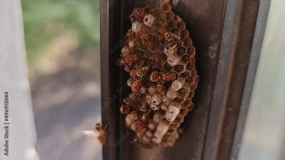 Paper wasp colony being built by the worker wasps. The hexagonal cells ...