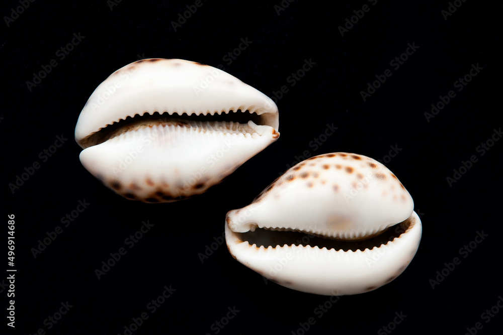 Two shells isolated on black background Stock Photo | Adobe Stock