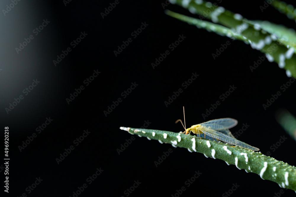 Winged insect lacewing sits on branch of green succulent. Beauty in ...