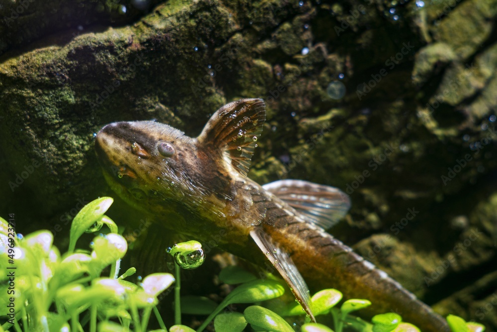 Royal Farlowella Catfish, juvenile helpful flamboyant freshwater algae ...