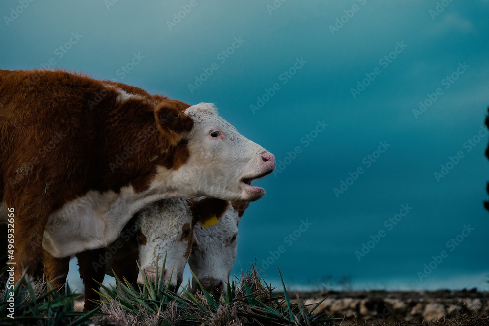 Hereford cow mooing with dramatic storm sky background on beef farm ...
