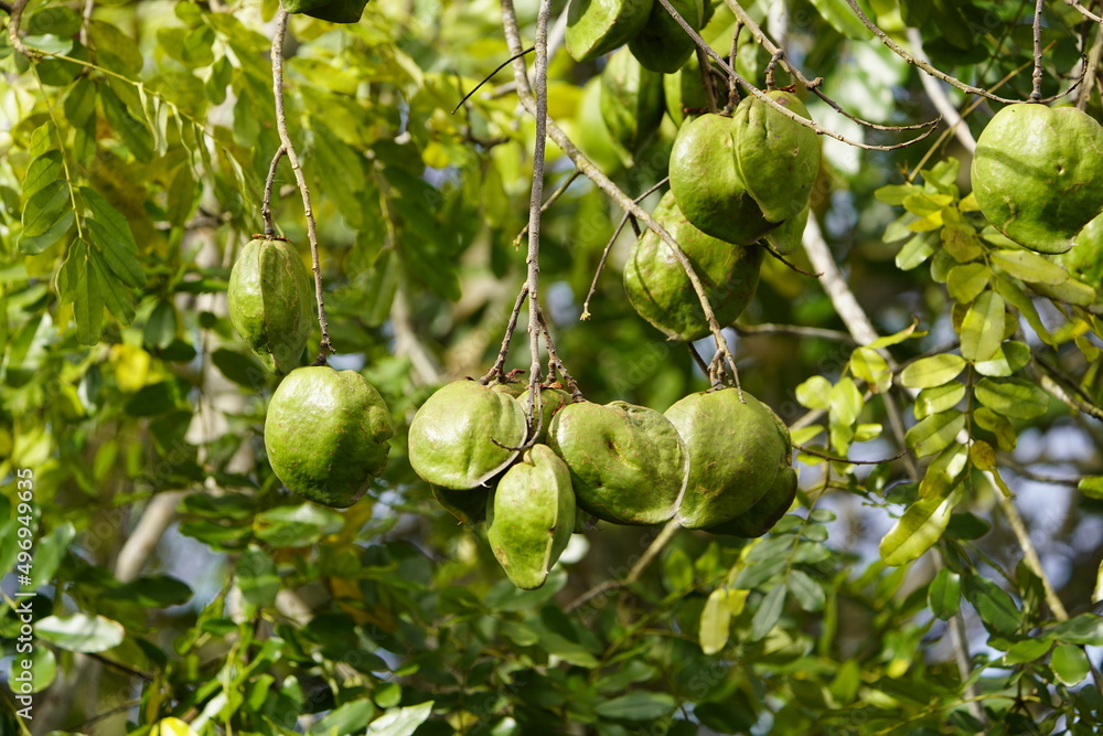 Dipteryx odorata (commonly known as "cumaru", "kumaru", or "Brazilian ...