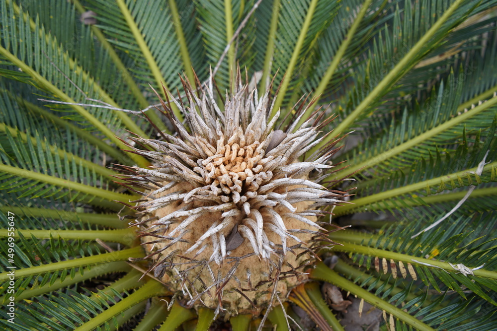 Cycas revolute, king sago, sago cycad, Japanese sago palm, is a species ...