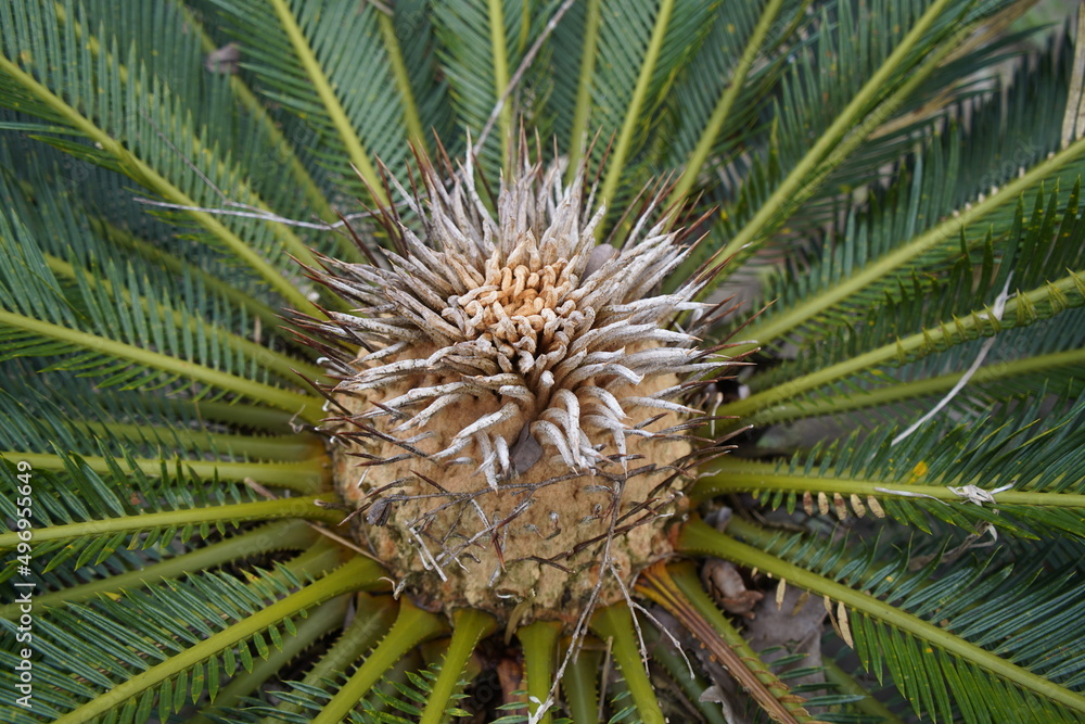 Cycas revolute, king sago, sago cycad, Japanese sago palm, is a species ...