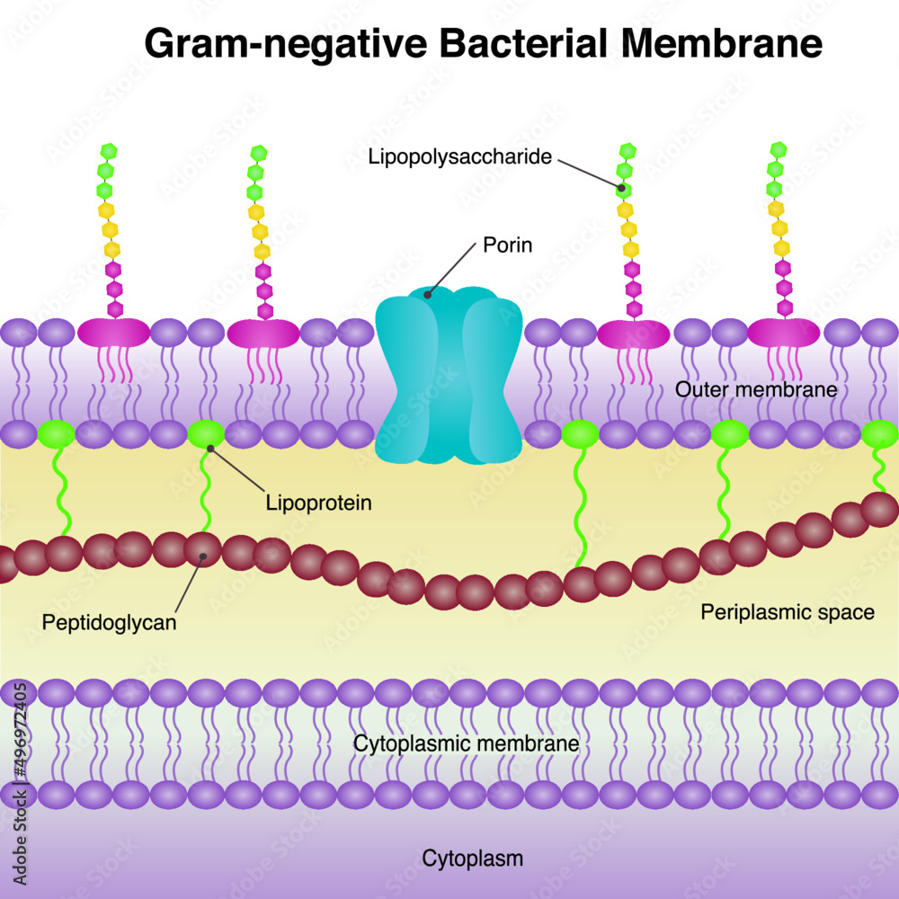 Gram-negative Bacterial Membrane diagram Stock Vector | Adobe Stock