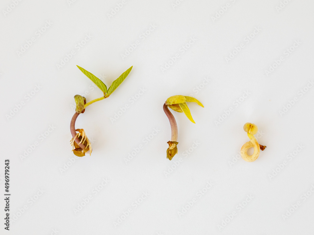 Lifecycle of mung bean seed to sapling on white background in morning ...