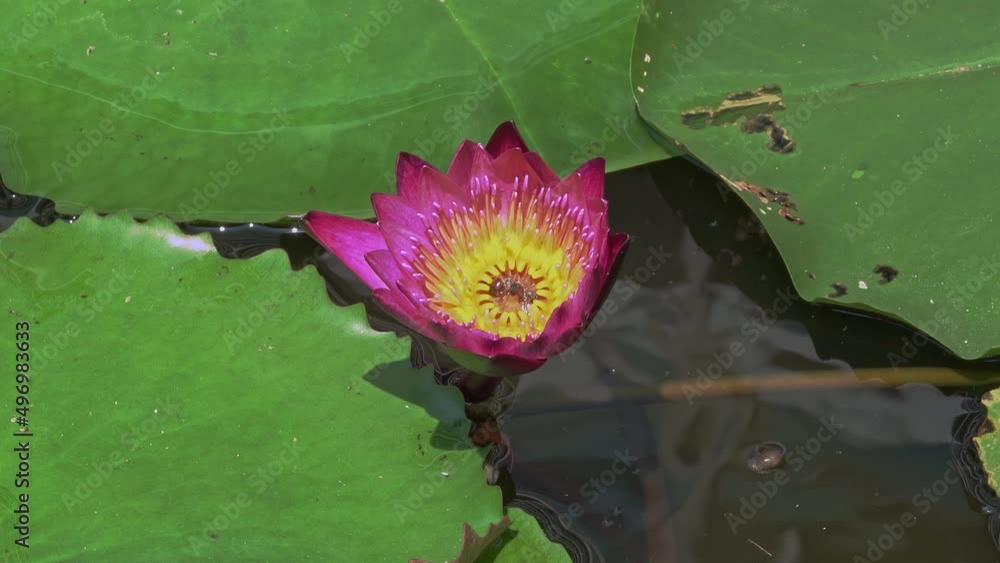 Water lily, or Nymphaéa, is a genus of aquatic plants of the ...