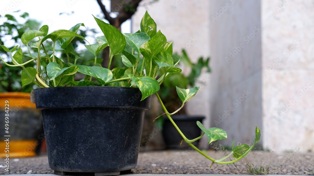 Epipremnum aureum known as devil's ivy, devil's vine, golden pothos ...