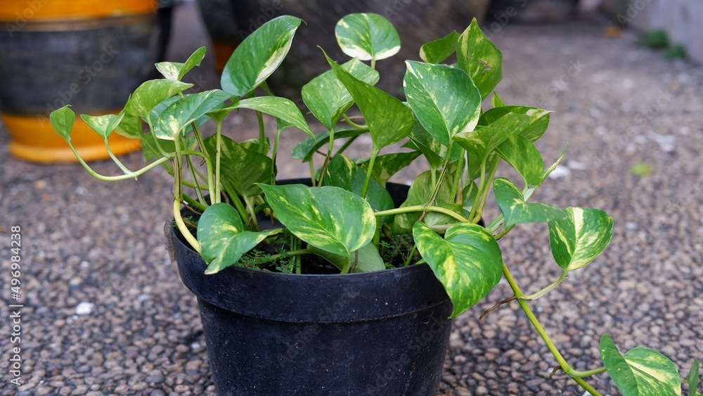 Epipremnum aureum known as devil's ivy, devil's vine, golden pothos ...