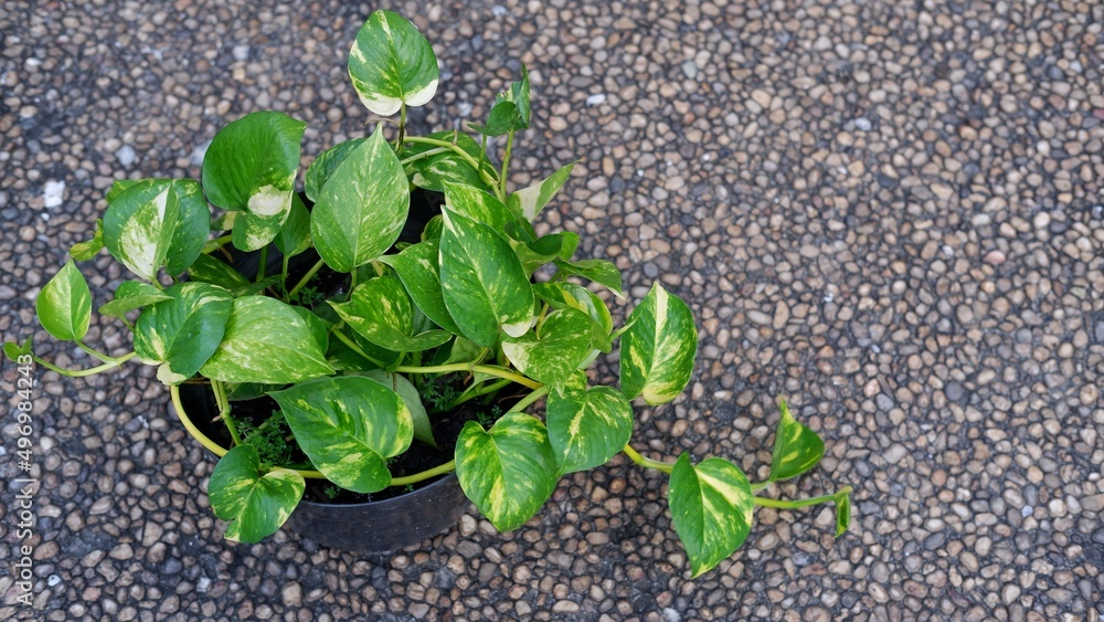 Epipremnum aureum known as devil's ivy, devil's vine, golden pothos ...
