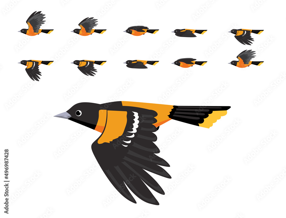 Baltimore Oriole Flying Animation Cute Cartoon Vector Illustration