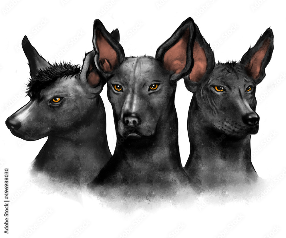 ilustración del perro xoloitzcuintle raza canina de México Stock ...