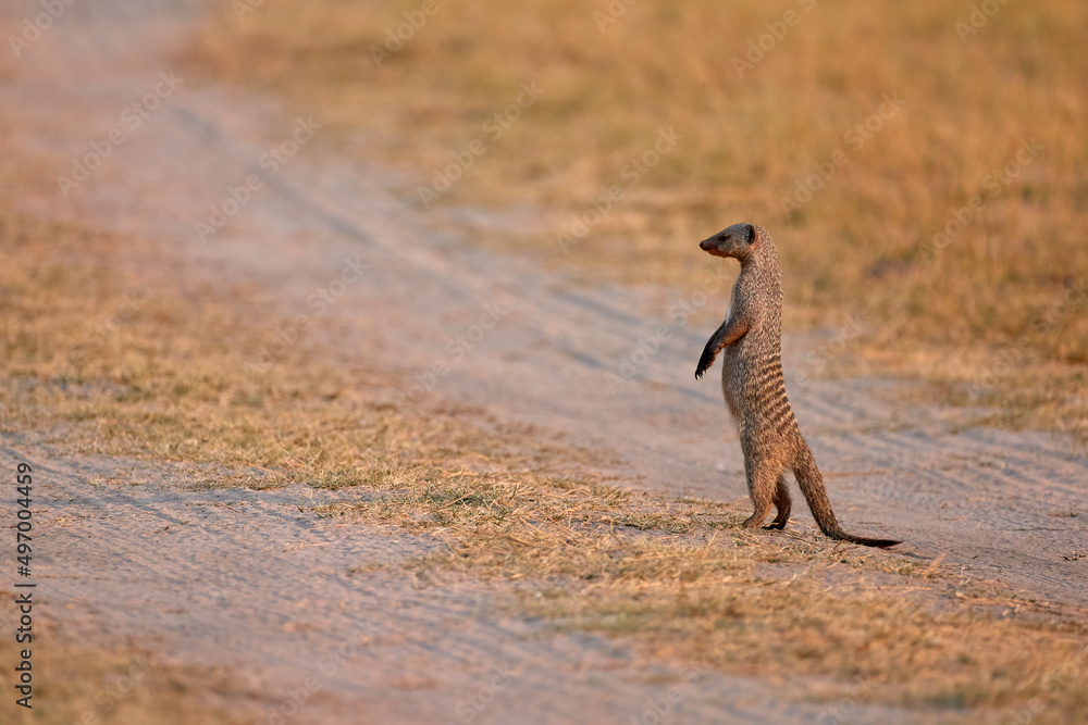 Banded mongoose, guardian, Mungos mungo, standing on rear legs ...